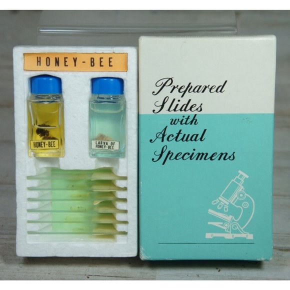 Other | Vintage Prepared Honey Bee Slides And Specimens Legs Eye ...